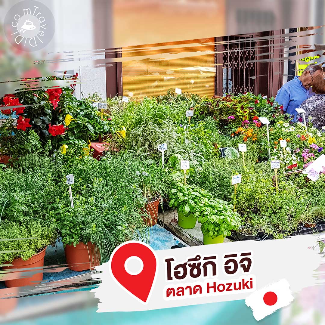 โฮซึกิ อิจิ ตลาด Hozuki — Traveldidi